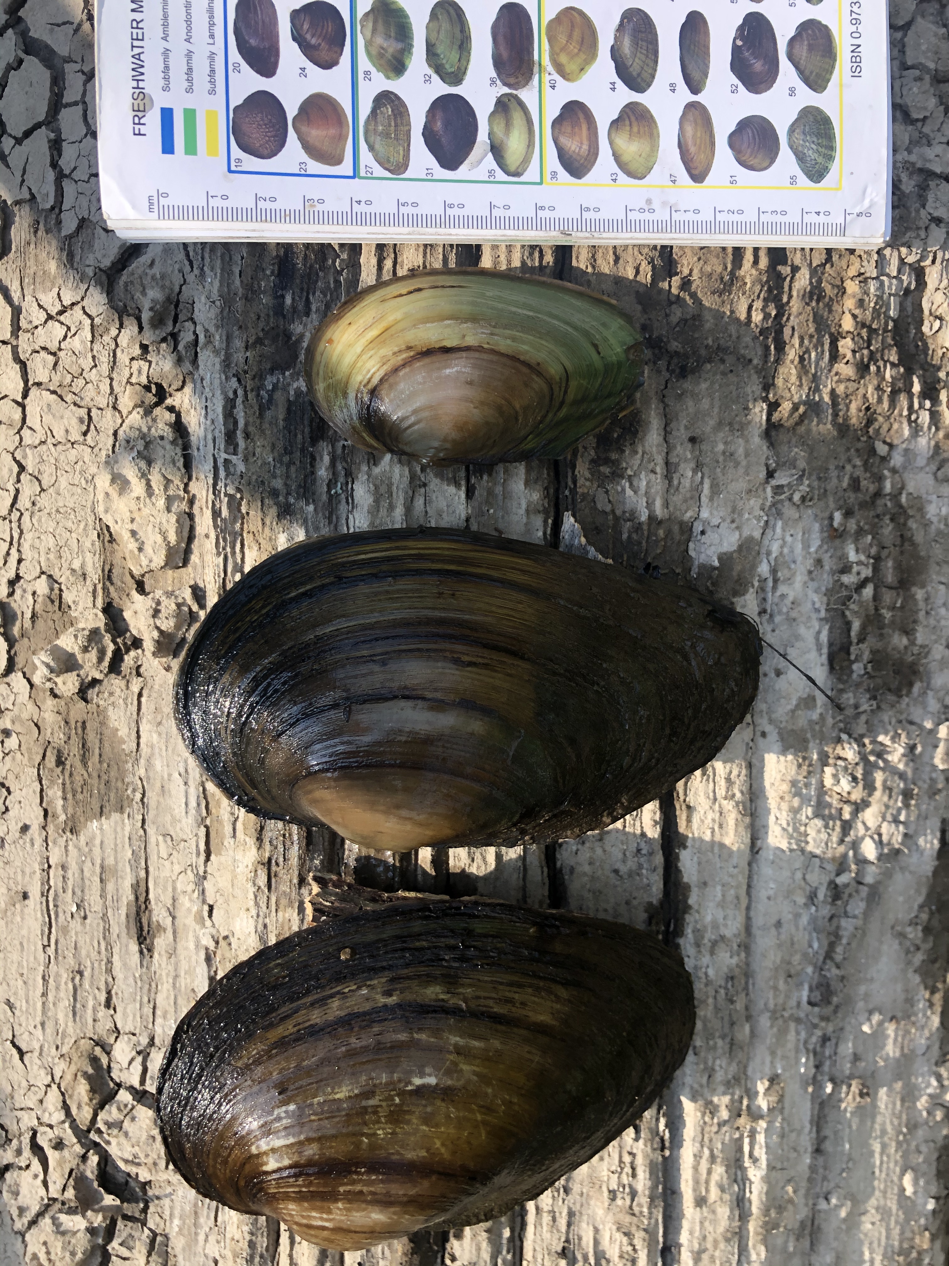 Opportunities – The Krabbenhoft Aquatic Ecology Lab
